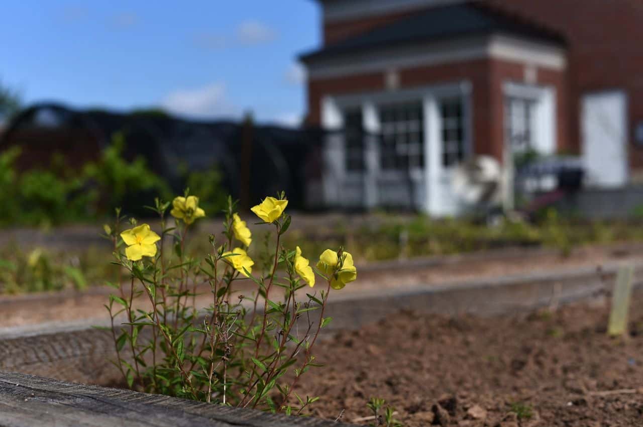 Experimental Garden – K.C. Irving Environmental Science Centre and ...
