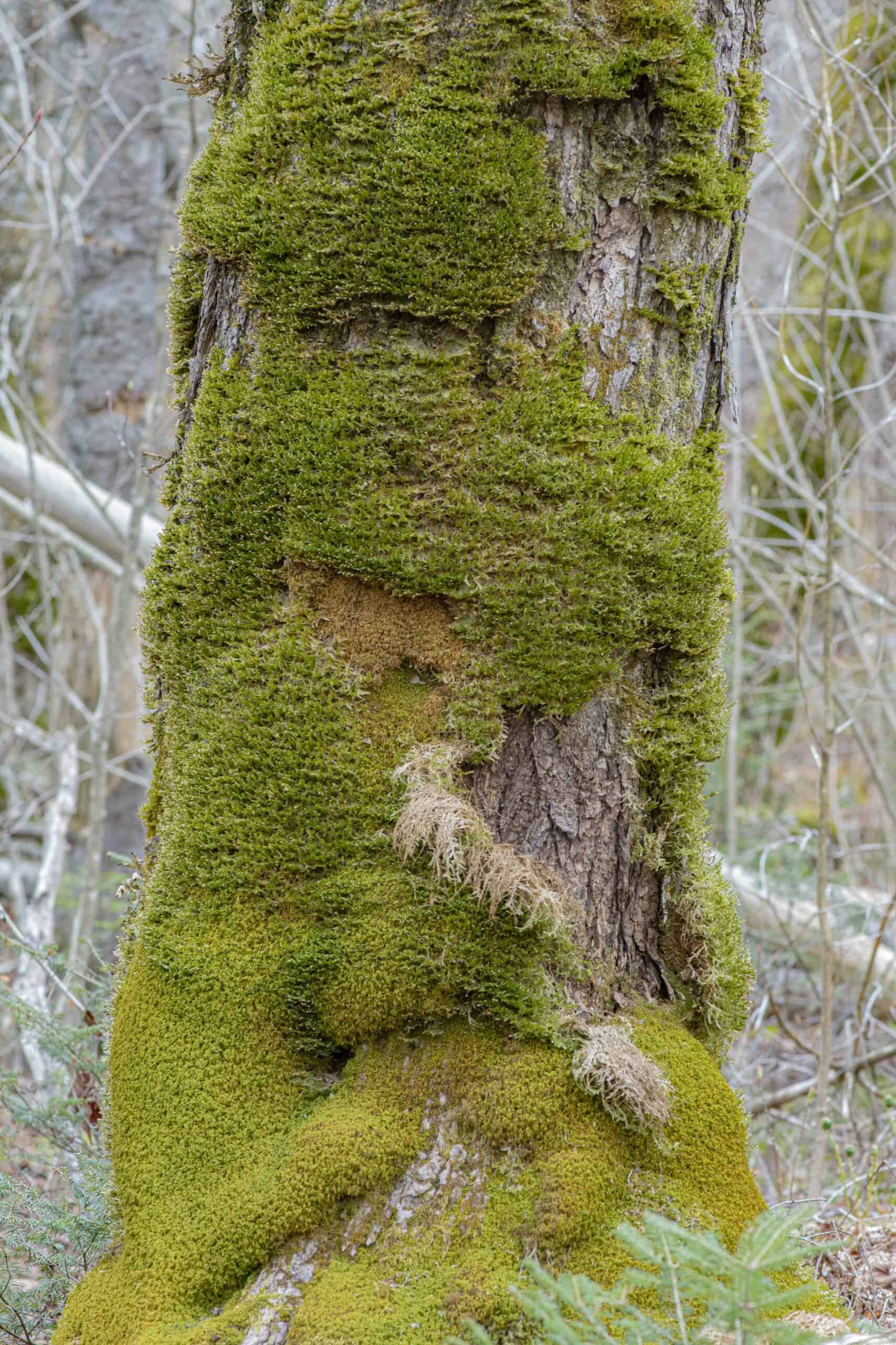Acadia Woodland Trails – K.C. Irving Environmental Science Centre and ...
