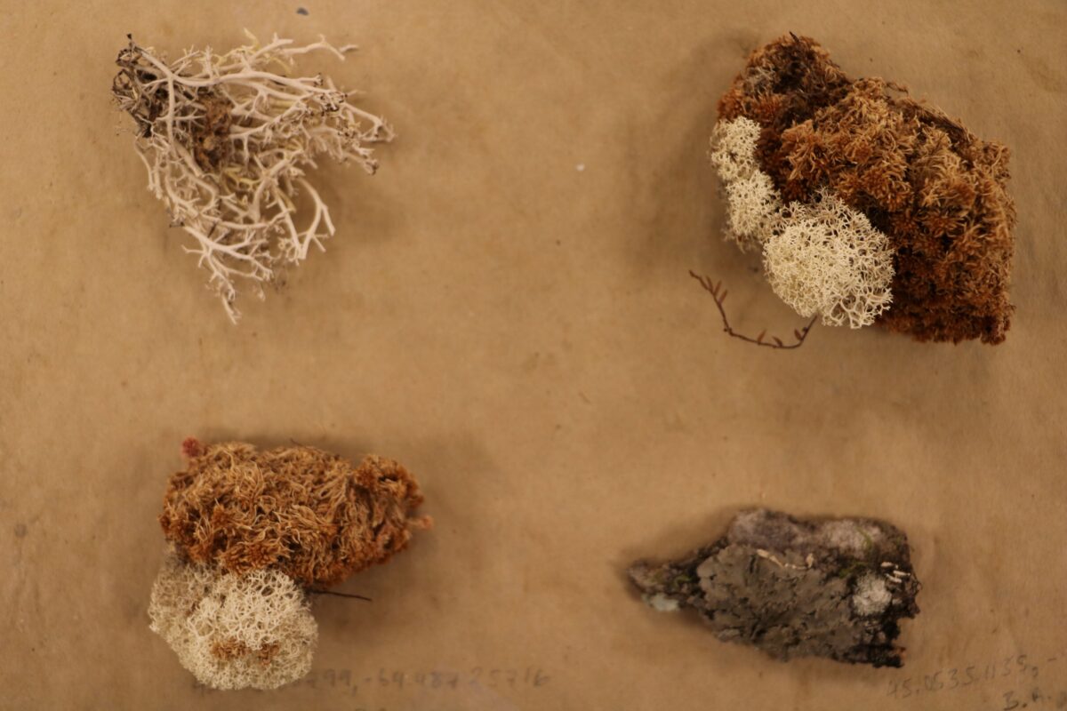 Cataloguing an Underrated Organism: Lichens in the E.C. Smith Herbarium ...