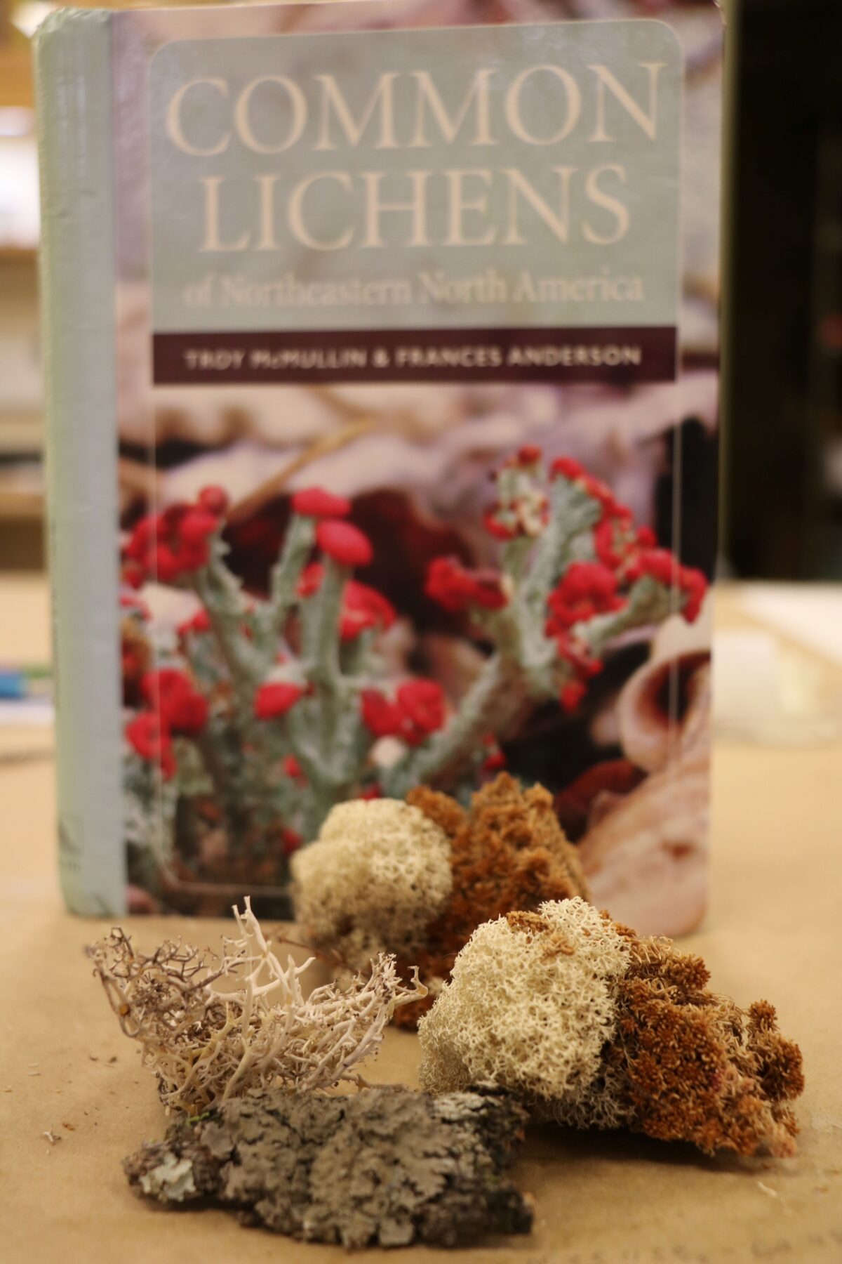 Cataloguing an Underrated Organism: Lichens in the E.C. Smith Herbarium ...