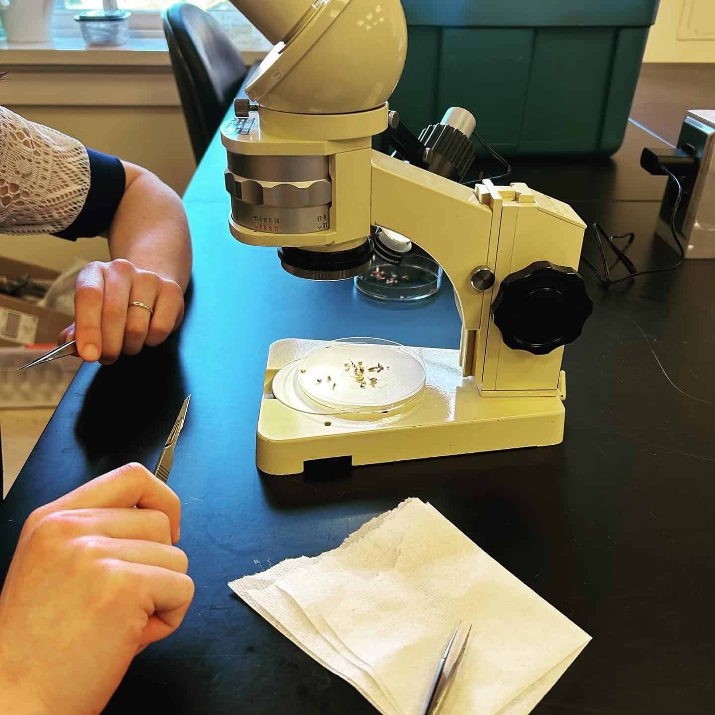 Climate Change & Balsam Fir Trees: Collaborative Research with the ...