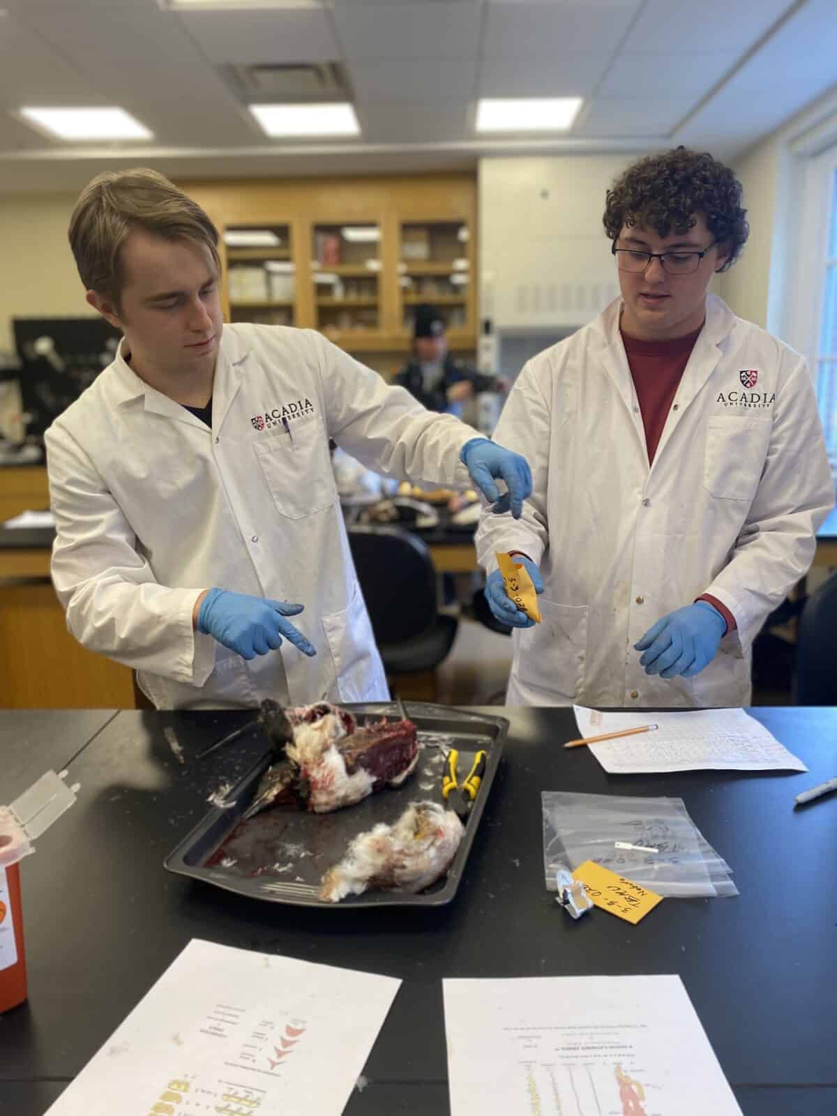 Exploring environmental science: Hands-on seabird dissections provide ...