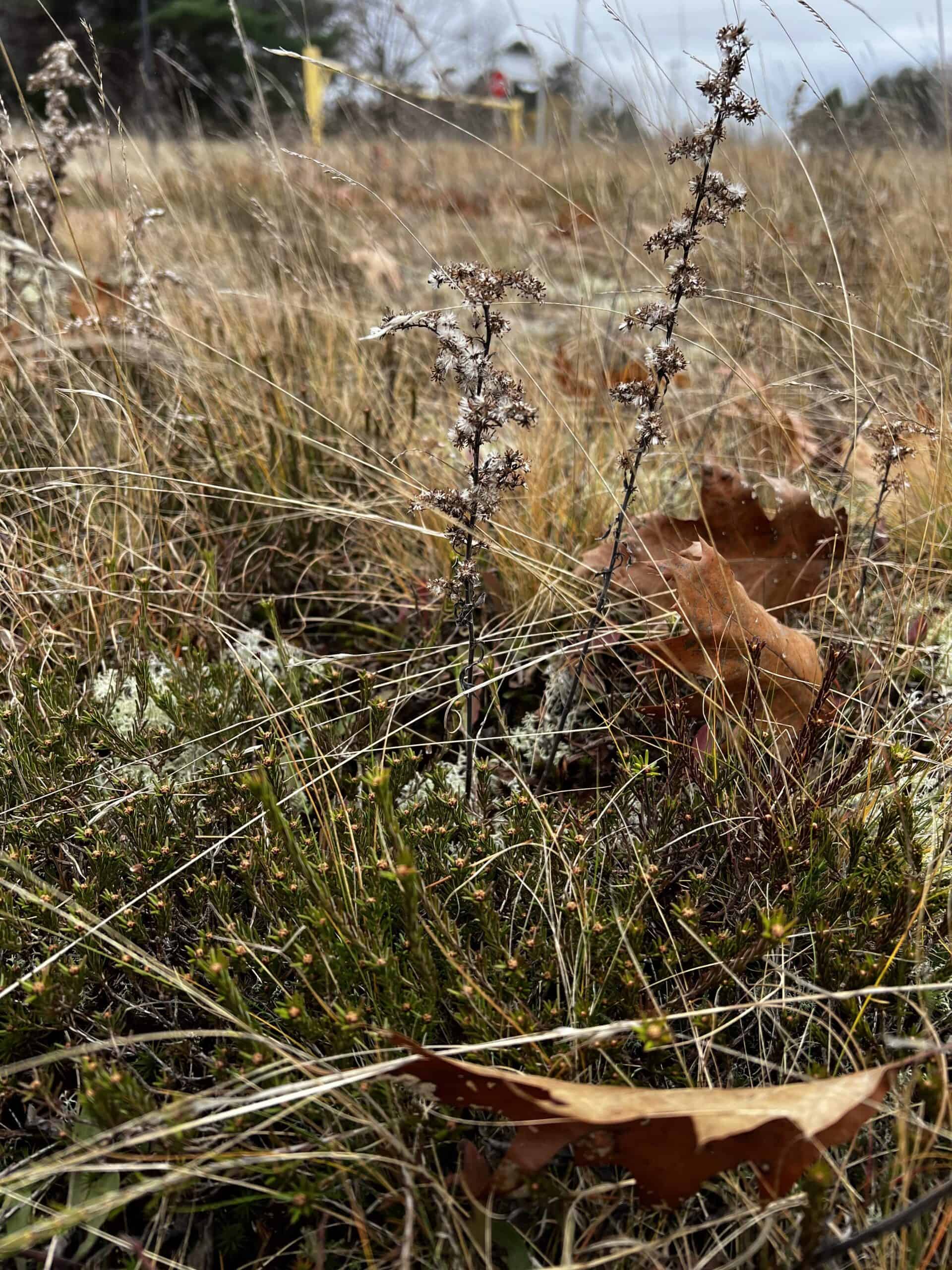 Michelin Partnership Supporting Sand Barrens Restoration – K.C. Irving ...